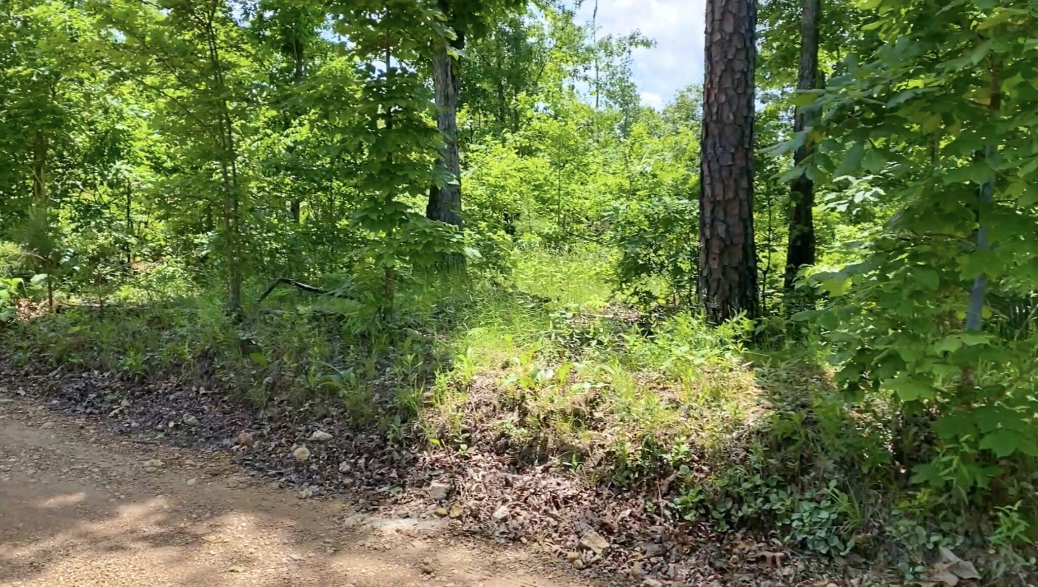 13.18 Acres at Chalk Bluff with Deer, Turkey, Public Land and the Jack ...