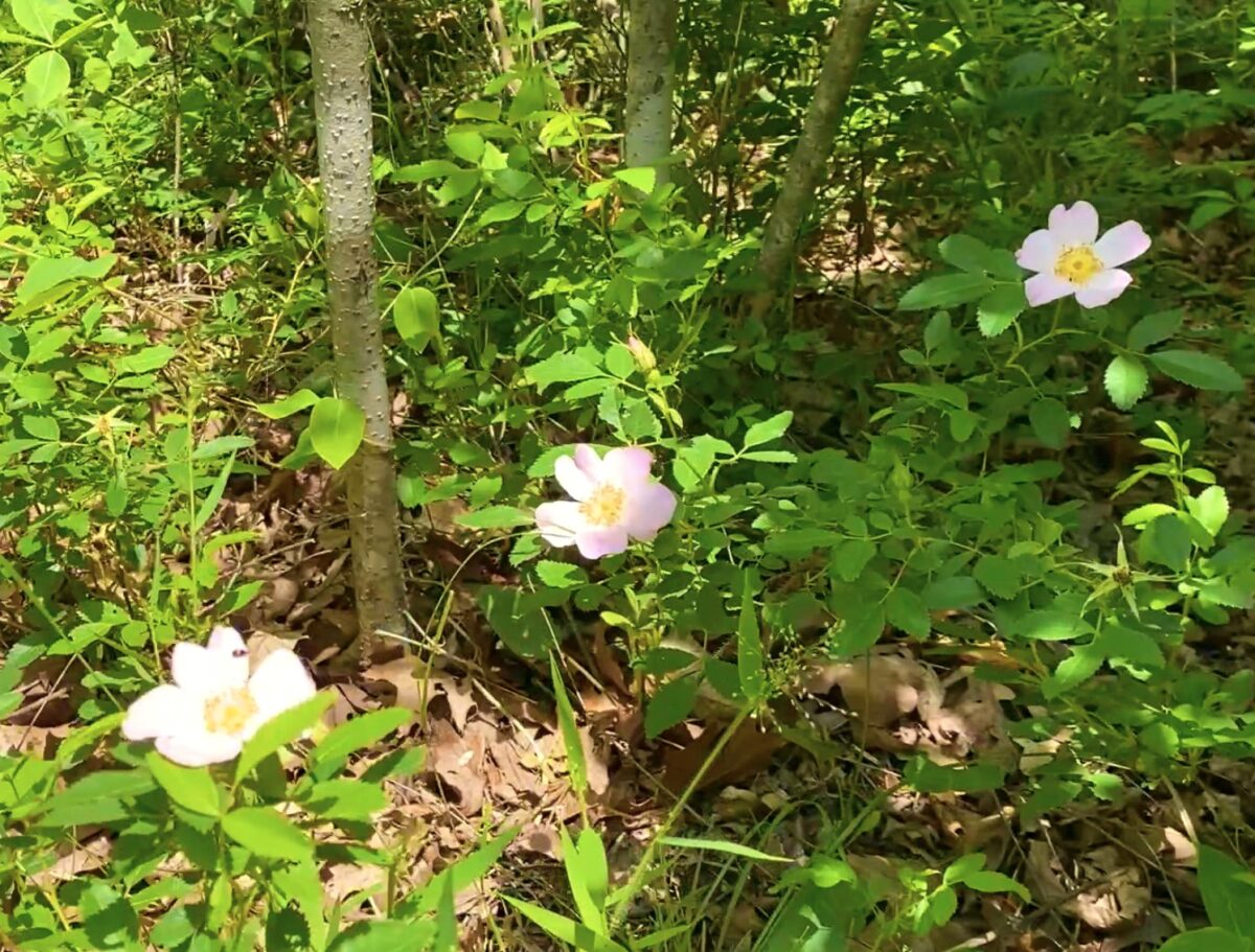 11.30 Acres at Chalk Bluff with Deer, Turkey, Public Land and the Jack ...